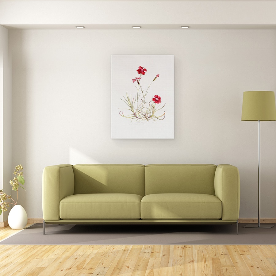 Картина на платно - Alison Cooper - Mantle of Dianthus Caesar, 60 x 80 ...
