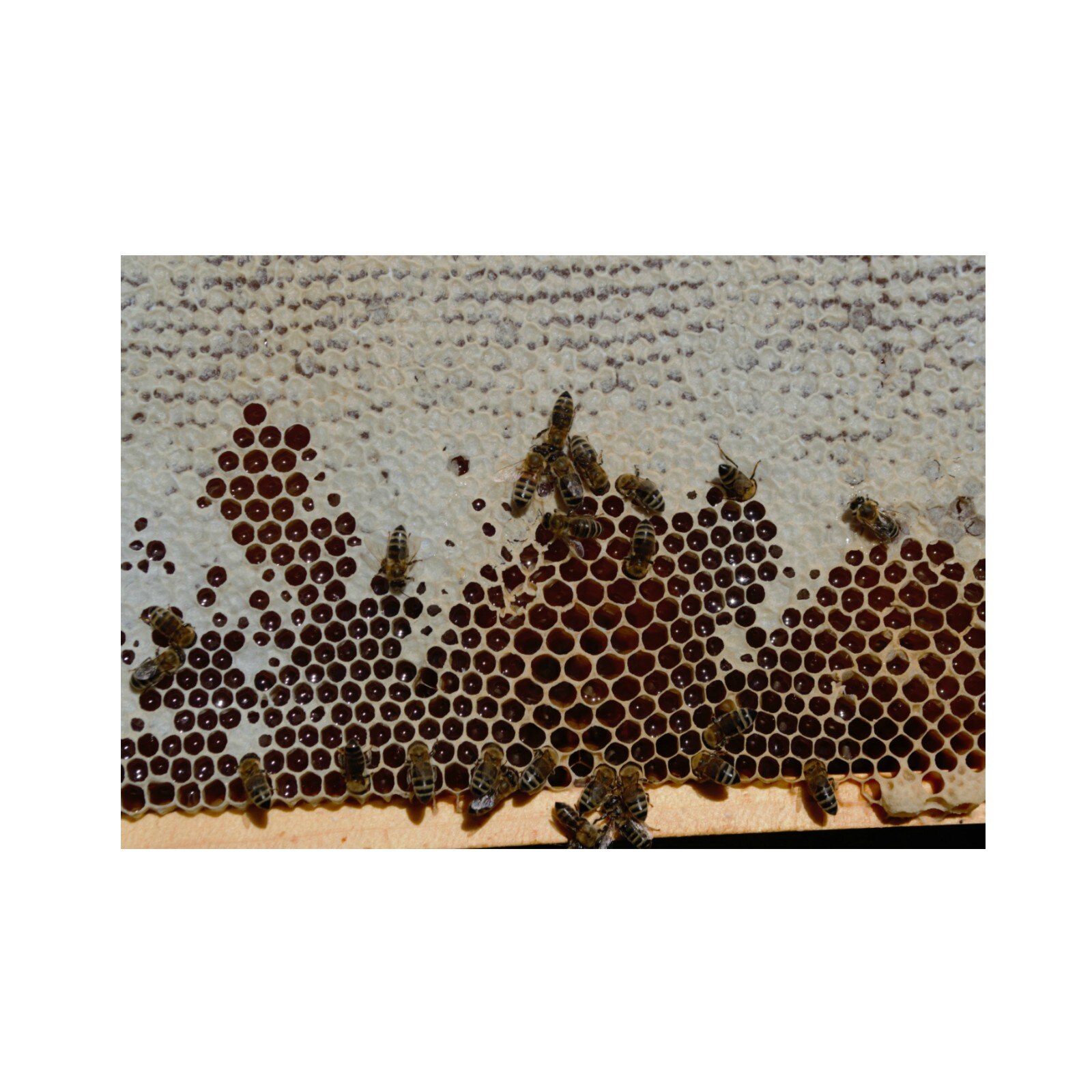 Pachet : Borcan faguri cu miere + Borcan capaceala + Bat miere spiralat ...