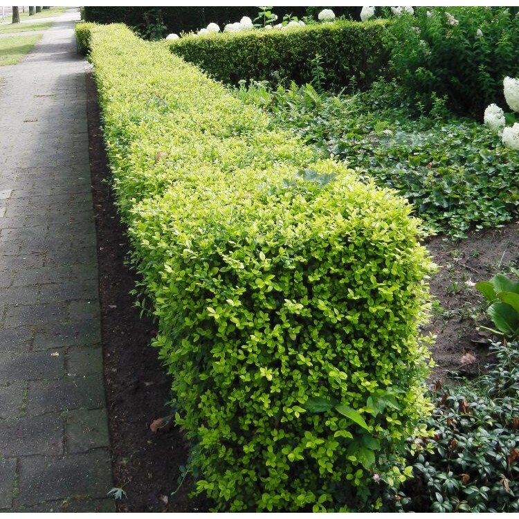 Lemn cainesc - Ligustrum ovalifolium - set de 4 plante - arbust ...