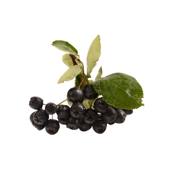 Aronia fructe, Natural seeds Product, 1Kg - eMAG.ro