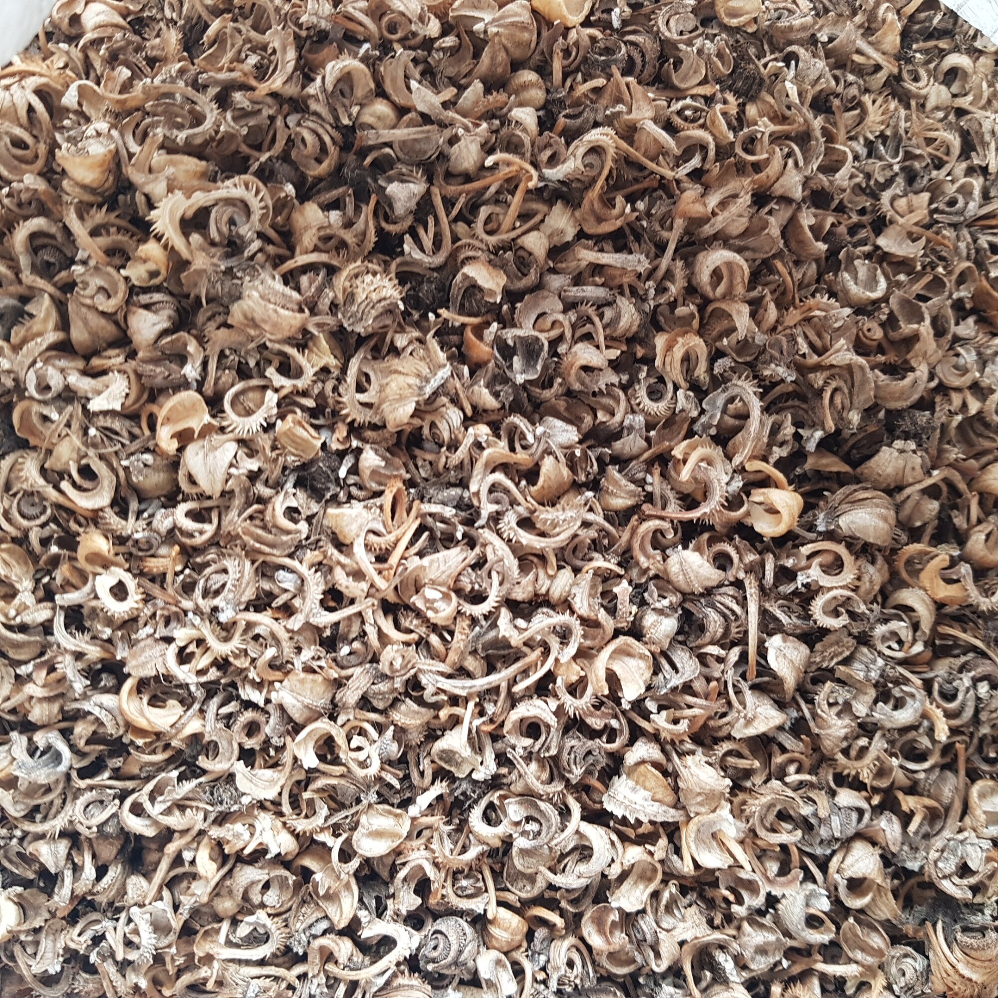 Seminte Galbenele Calendula officinalis Art Shades, plic, 3 grame - eMAG.ro