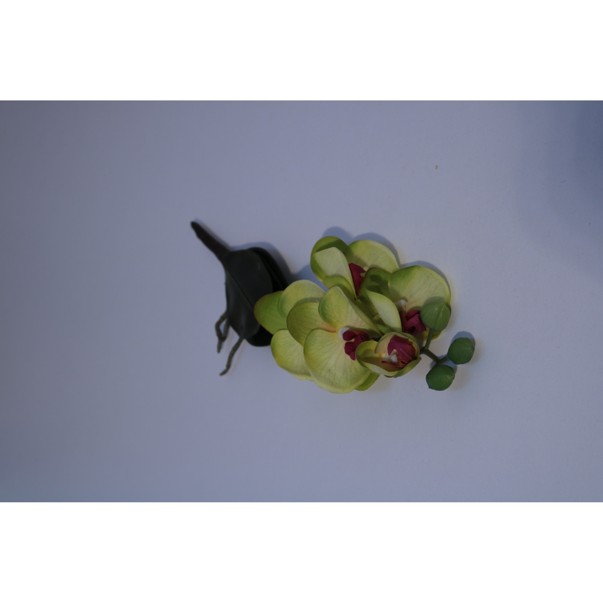 Fir Orhidee cu radacina, verde, 40 cm - eMAG.ro