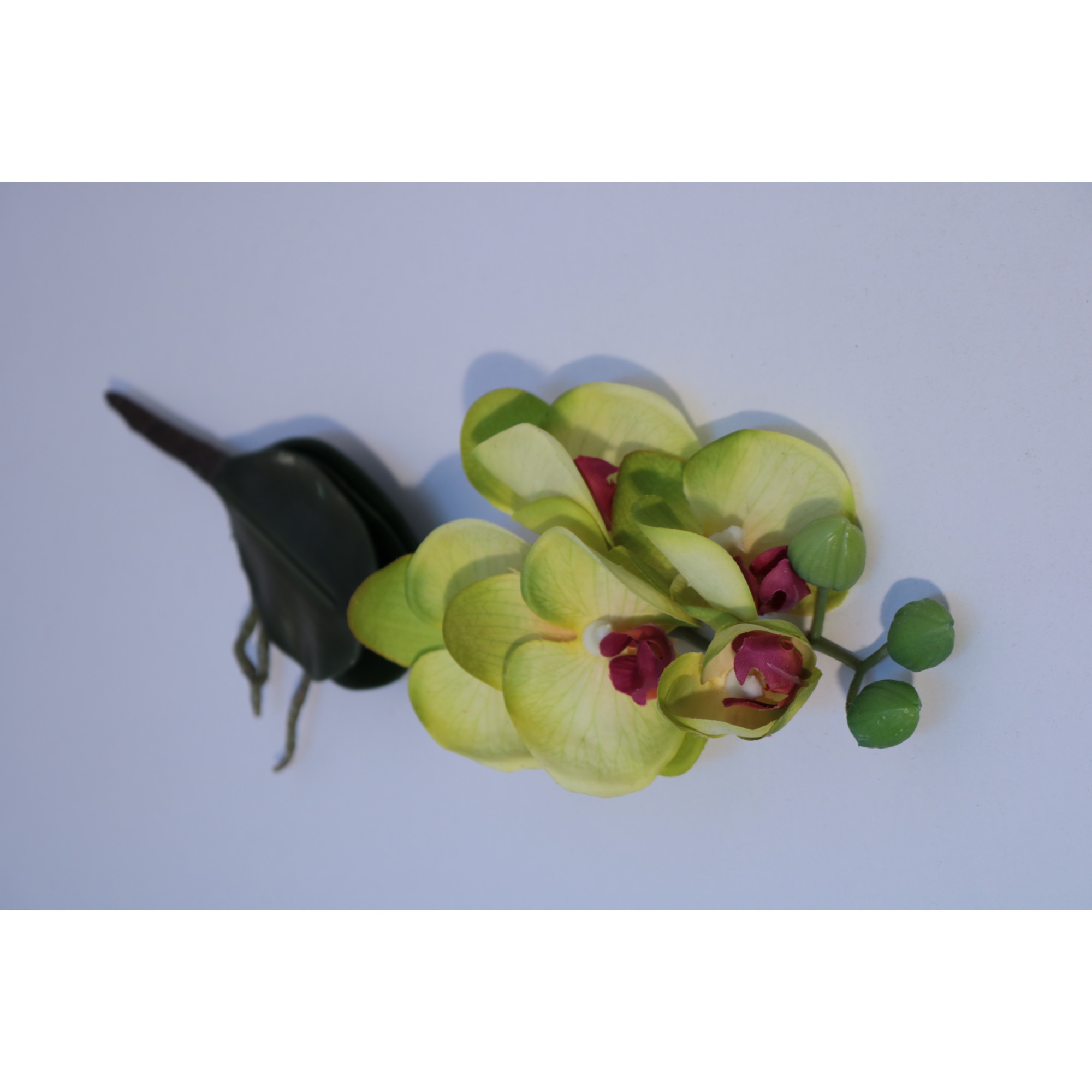 Fir Orhidee cu radacina, verde, 40 cm - eMAG.ro