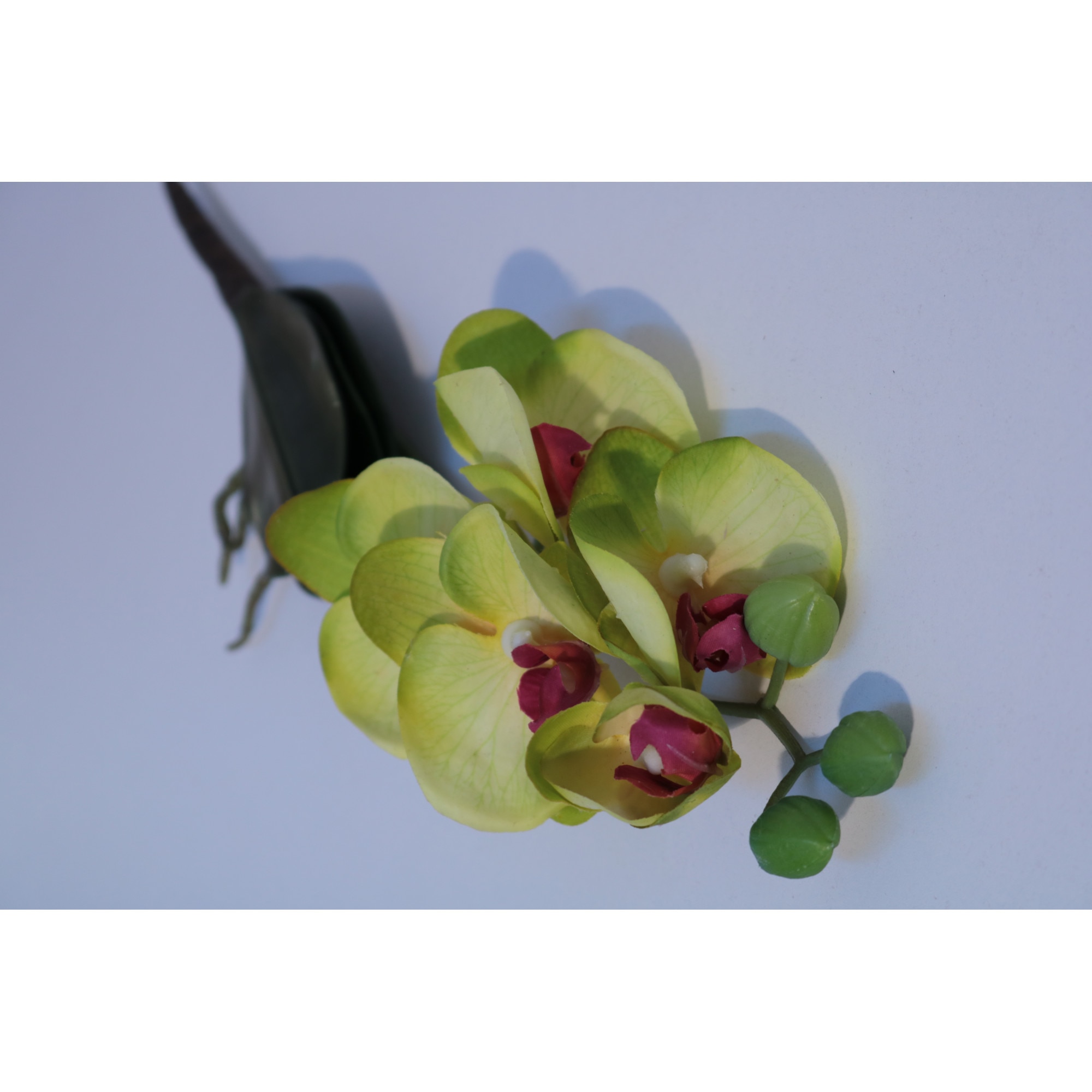 Fir Orhidee cu radacina, verde, 40 cm - eMAG.ro