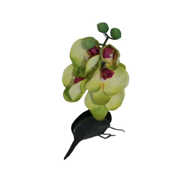 Fir Orhidee cu radacina, verde, 40 cm - eMAG.ro