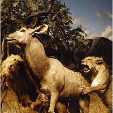 Interpol - Our Love To Admire (CD) - eMAG.ro