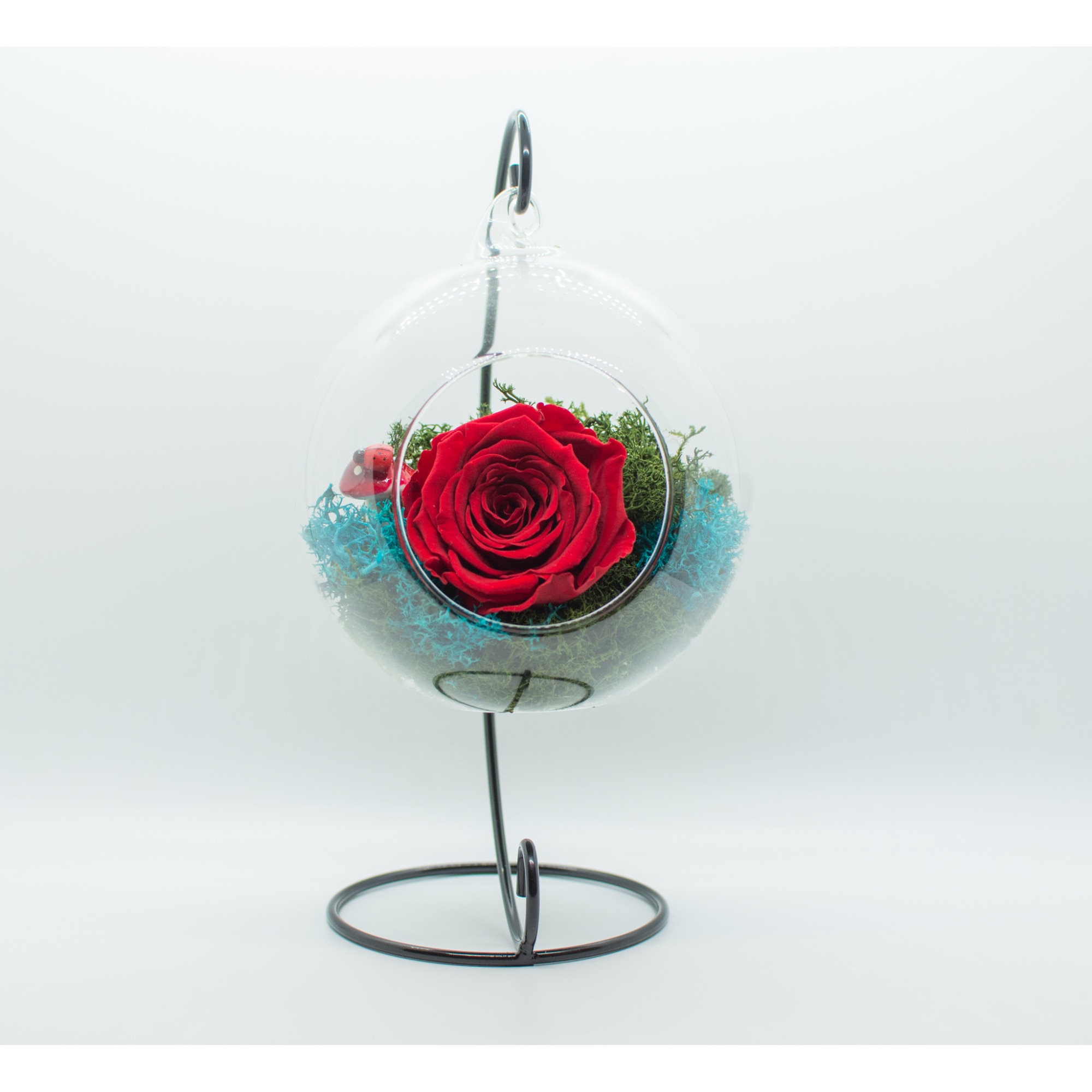 Trandafir Criogenat Glamouroses, rosu, pe pat de licheni stabilizati ...