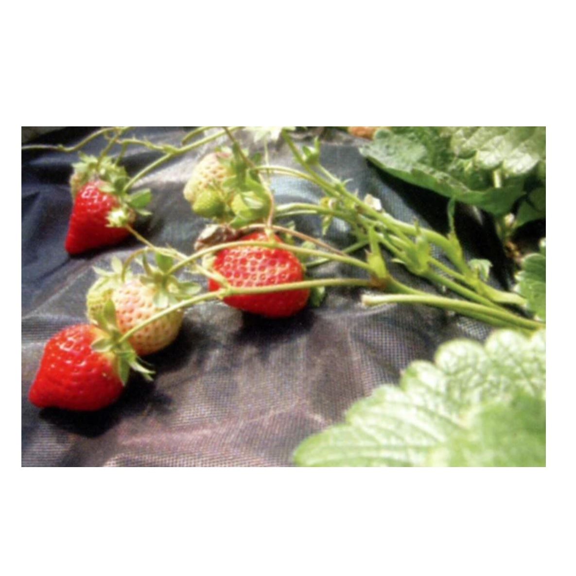 Фолио Strend Pro Garden B1303, Нетъкан текстил, Против плевели ...