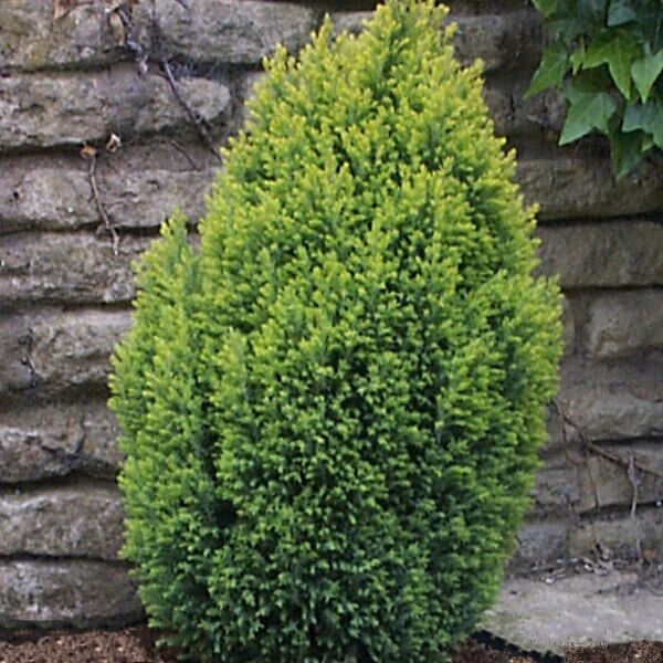 Chiparos - Chamaecyparis Lawsoniana Elwodii Gold - inaltime 20-30 cm ...