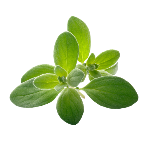 Maghiran frunze 25g, Natural Seeds Product - eMAG.ro