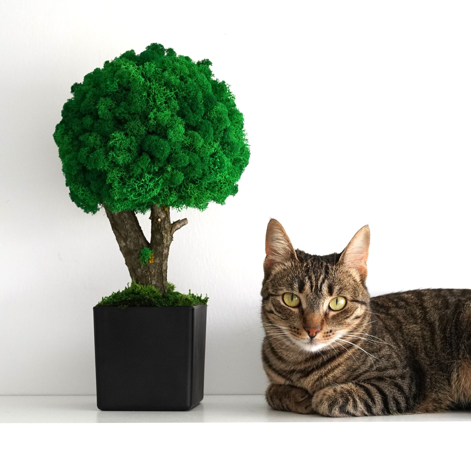 Copacel / Pomisor ornamental cu licheni stabilizati, 33 cm H, Skinali ...