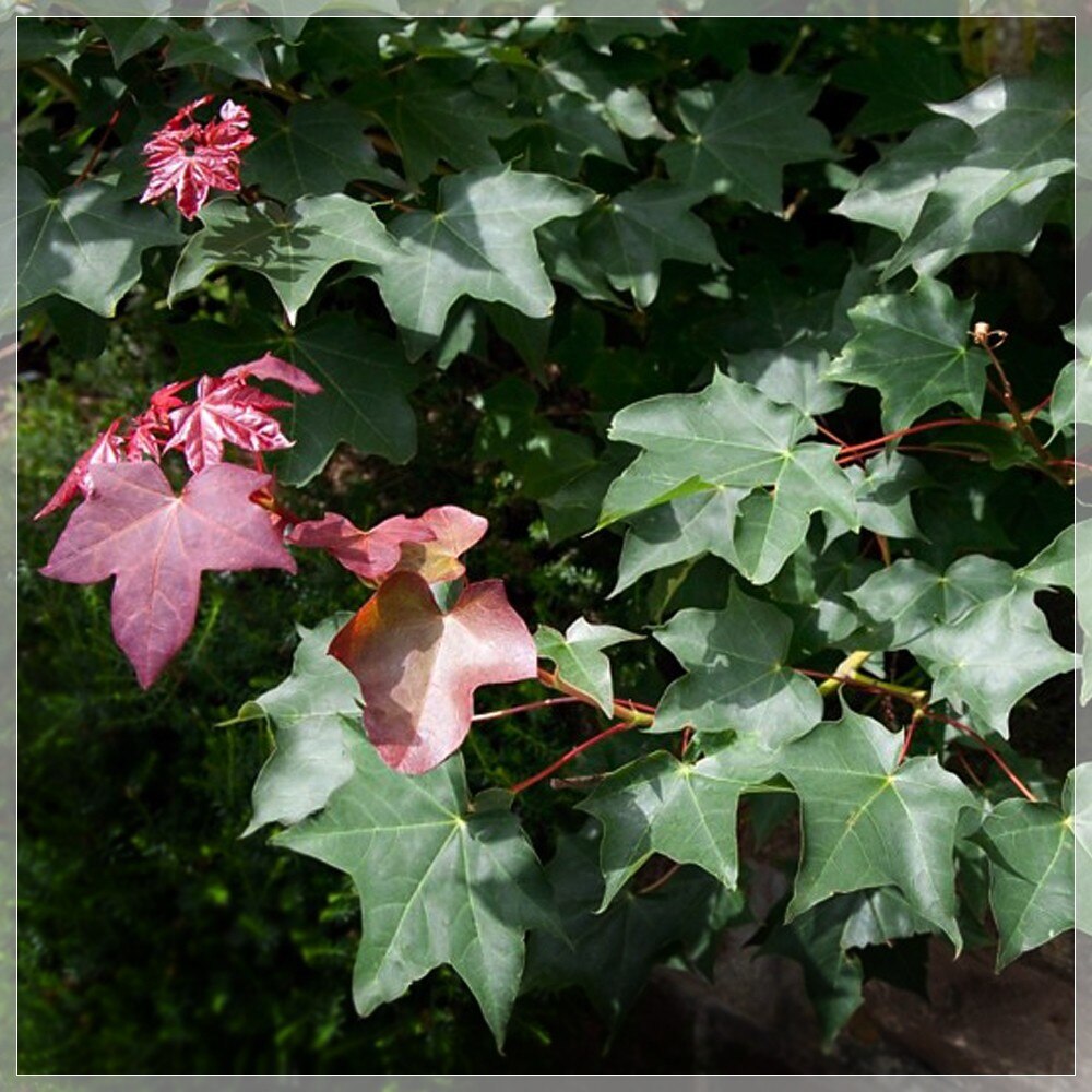 Artar cu cresterile tinere rosii- Acer cappadocicum „Rubrum” - eMAG.ro