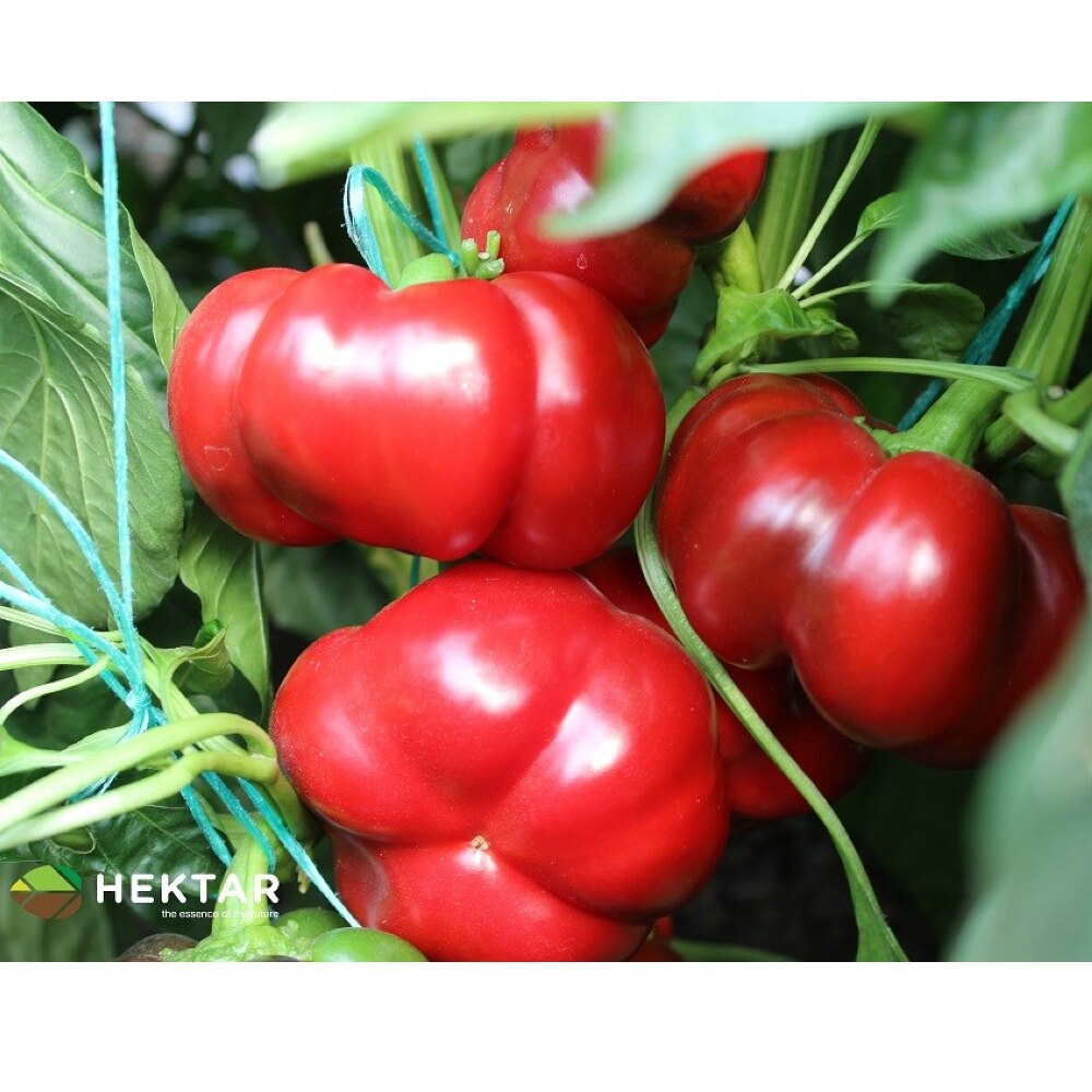 Seminte Ardei gogosar Traian F1, HEKTAR, 100 seminte - eMAG.ro