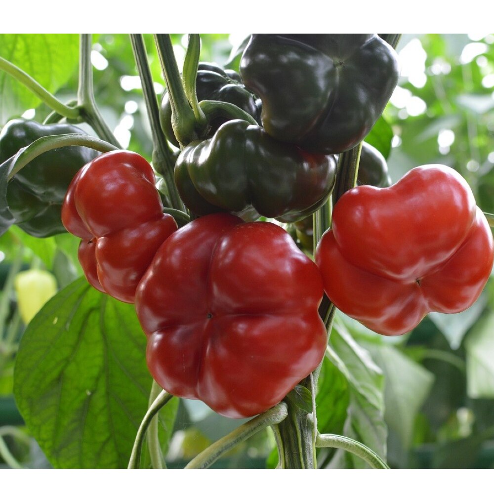 Seminte Ardei gogosar AS6 210 F1, HEKTAR, 100 seminte - eMAG.ro