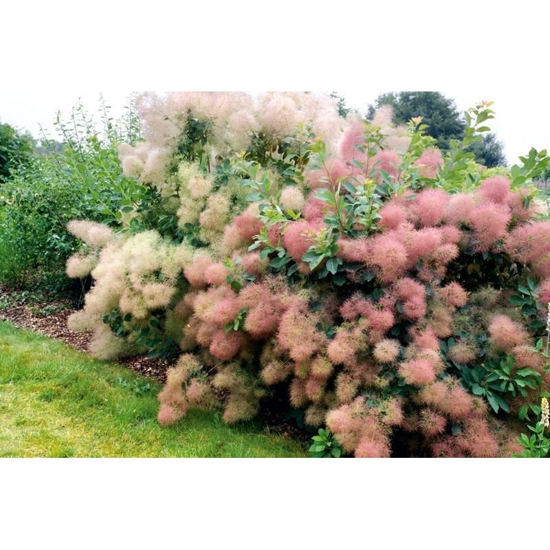 Scumpie - Cotinus Coggygria Young Lady - inaltime 60 - 80 cm - eMAG.ro