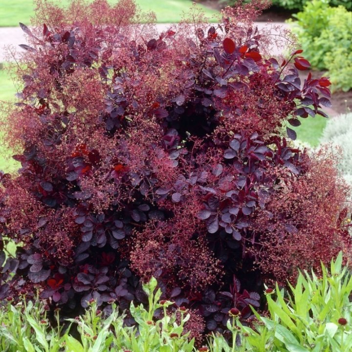 Scumpie - Cotinus Coggygria Royal Purple - inatime 60 - 80 cm - eMAG.ro