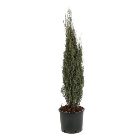 Ienupar - Juniperus Communis Arnold - inaltime 20 - 30 cm - eMAG.ro