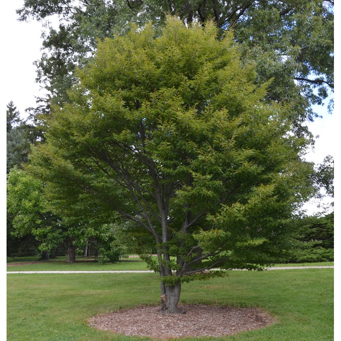 Fag - Fagus Sylvatica - inaltime 80 - 100 cm - eMAG.ro