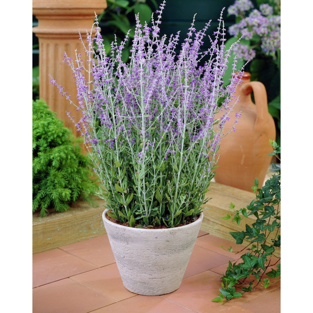 Salvie Ruseasca - Perovskia atriplicifolia Lacey Blue inaltime 30 - 40 ...