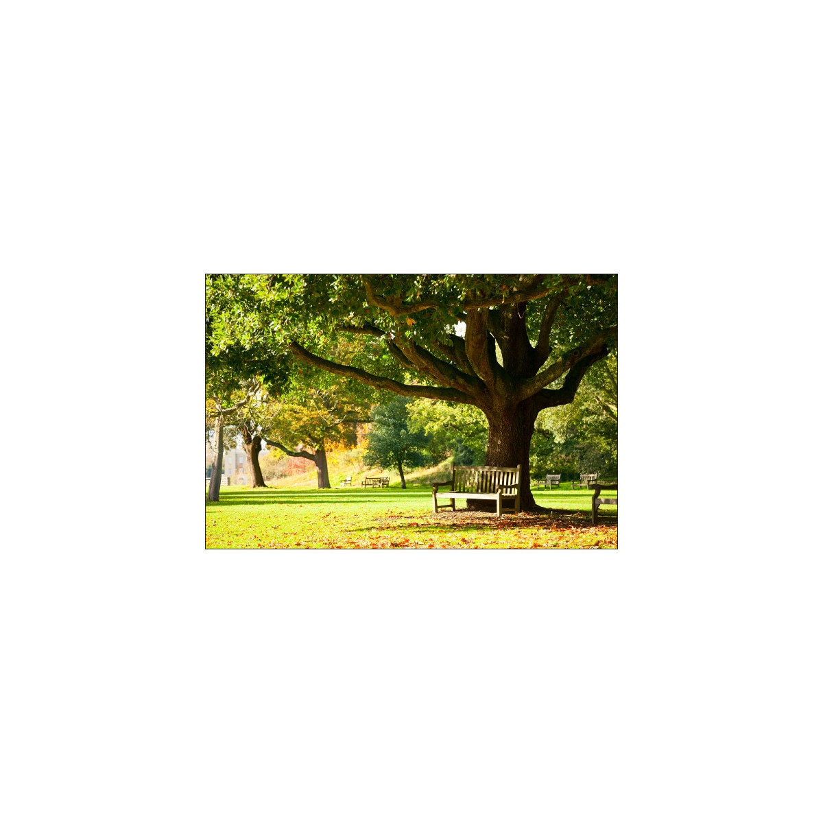 Fototapet Gradina Botanica Regala din Londra 90cm x 60cm Peisaj de ...