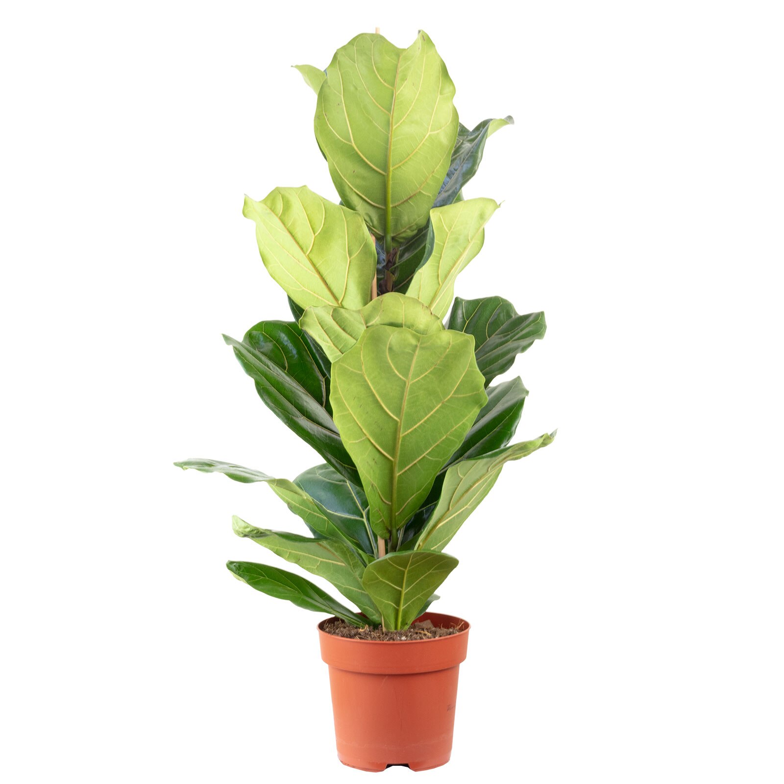 Planta naturala Ficus Lyrata, 100 cm, Ghiveci Ø 21 cm, Verde - eMAG.ro