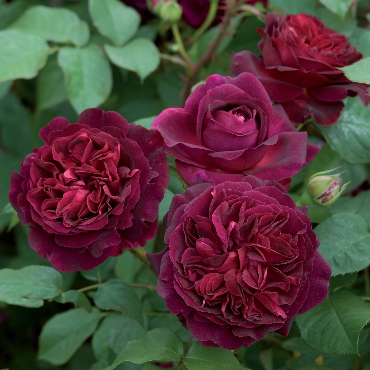 Trandafir Red Bijue (Polyantha) butasi 3L turba - eMAG.ro