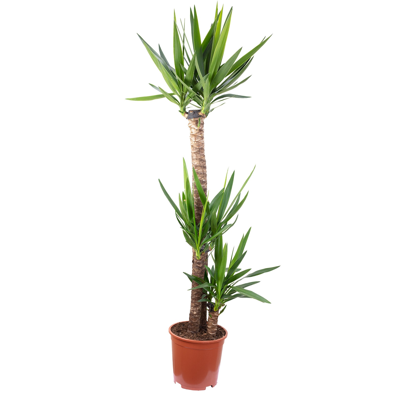 Palmier Yucca fara spini, 3 trunchi, 120/60/30, Inaltime 155 cm ...