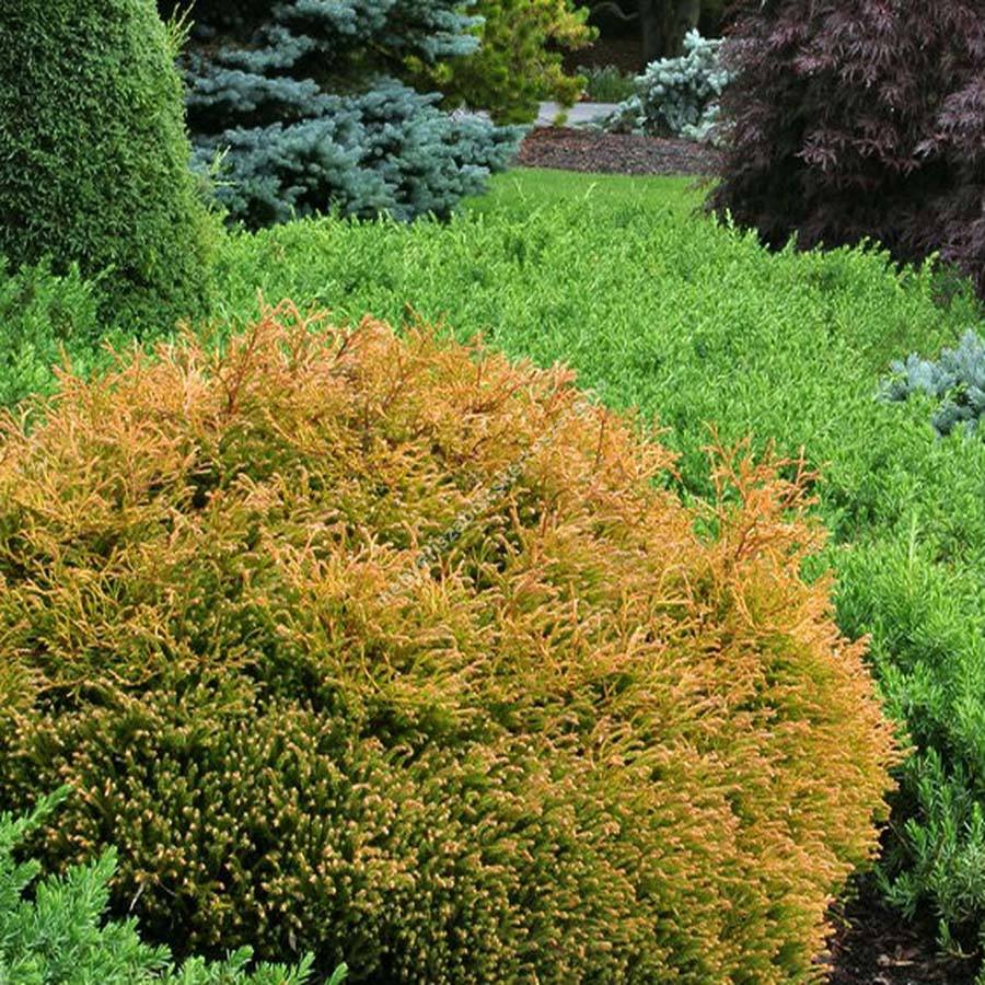 Tuia globular - Thuja Occidentalis Golden Tuffet - diametru 20 - 30 cm ...