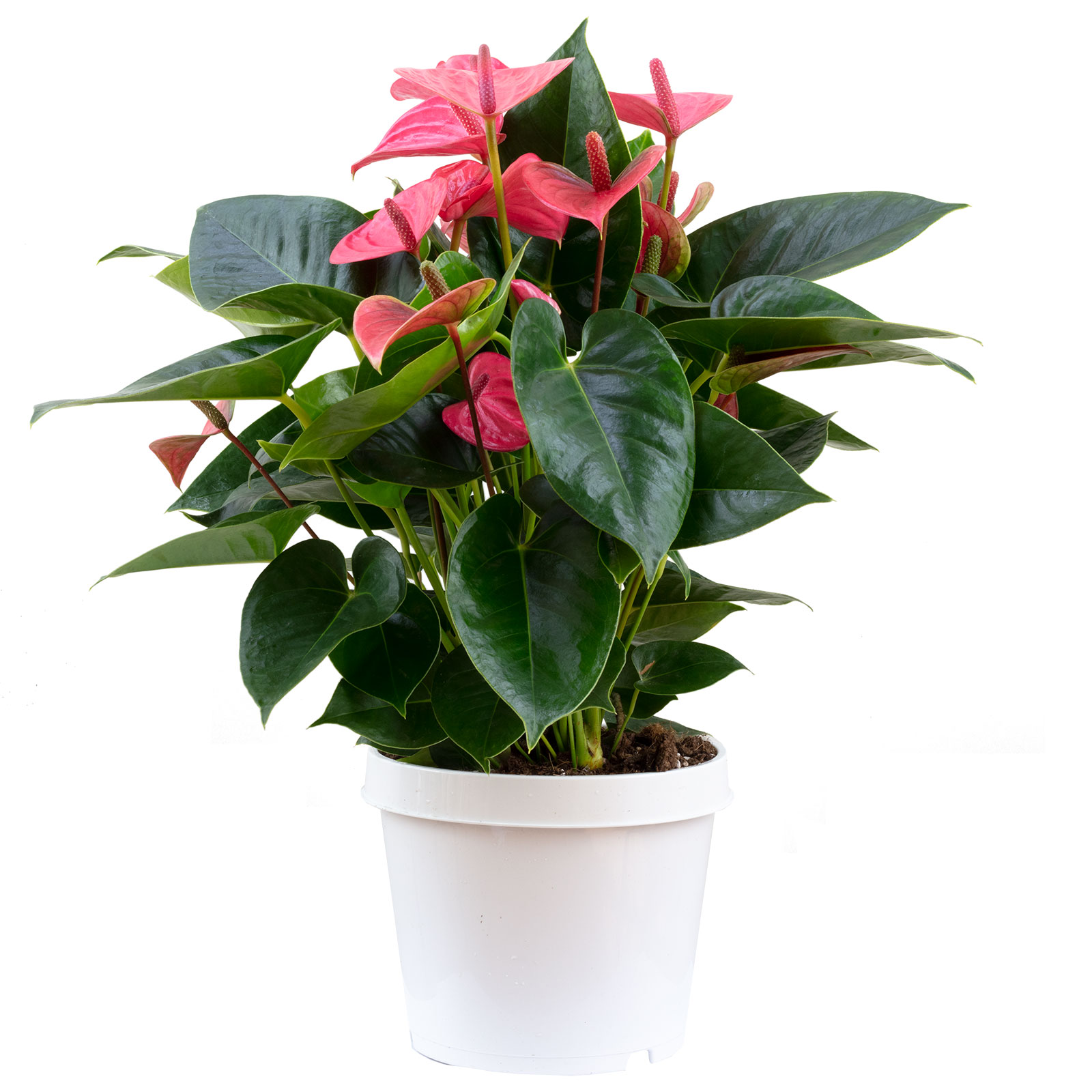 Floare Flamingo in ghiveci, 60 cm, Roz - eMAG.ro