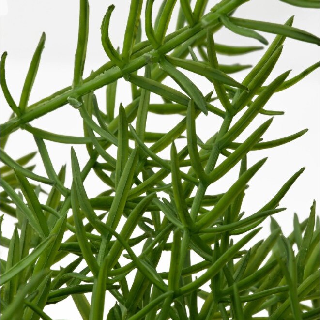 Planta artificiala curgatoare in ghiveci, Cactus Vasc decorativ, cu ...