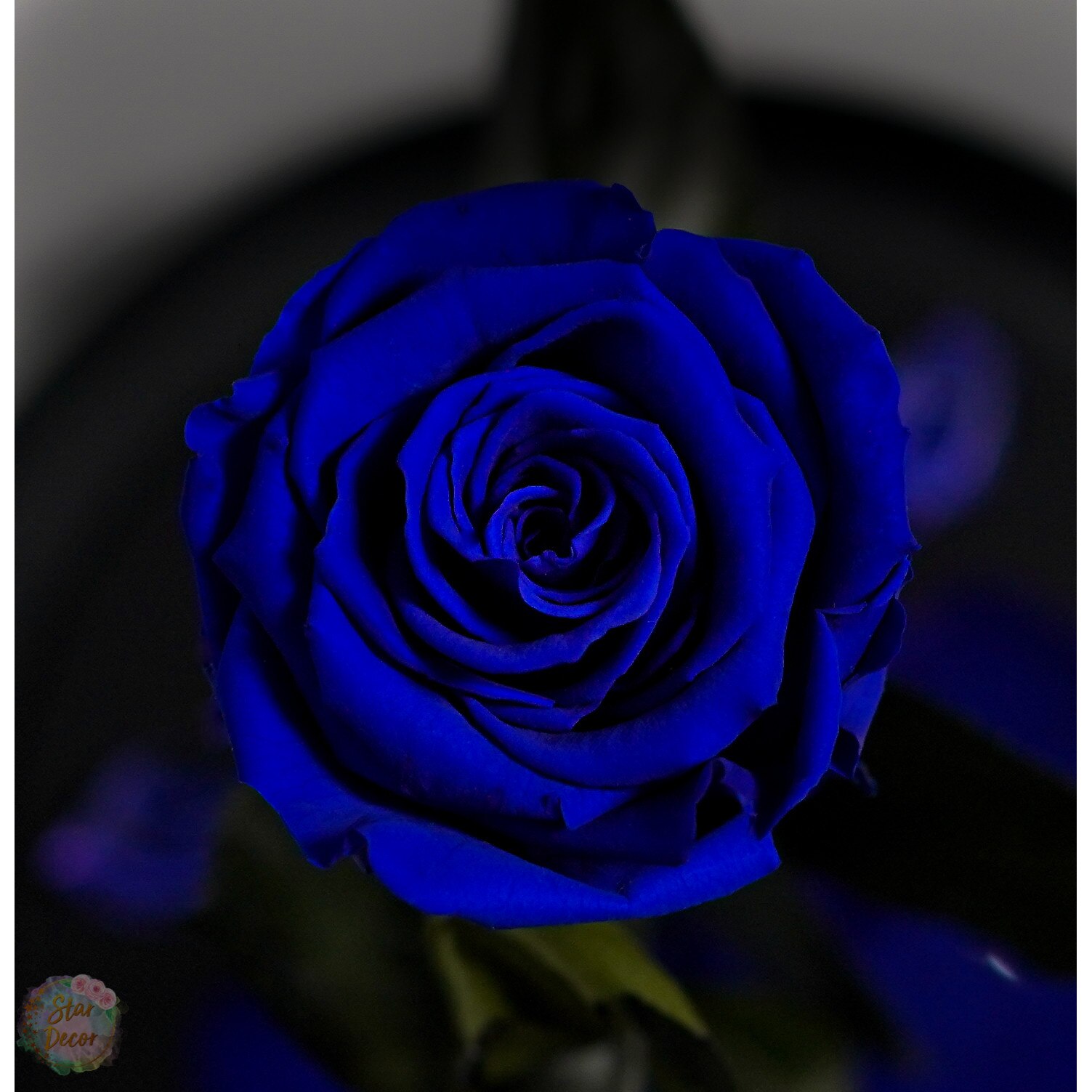 Trandafir criogenat in cupola de sticla 30 cm pe blat negru si brosa ...