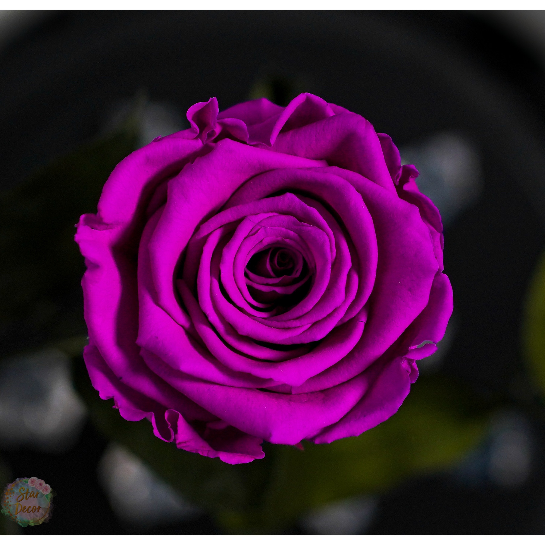 Trandafir criogenat in cupola de sticla 30 cm pe blat negru si brosa ...