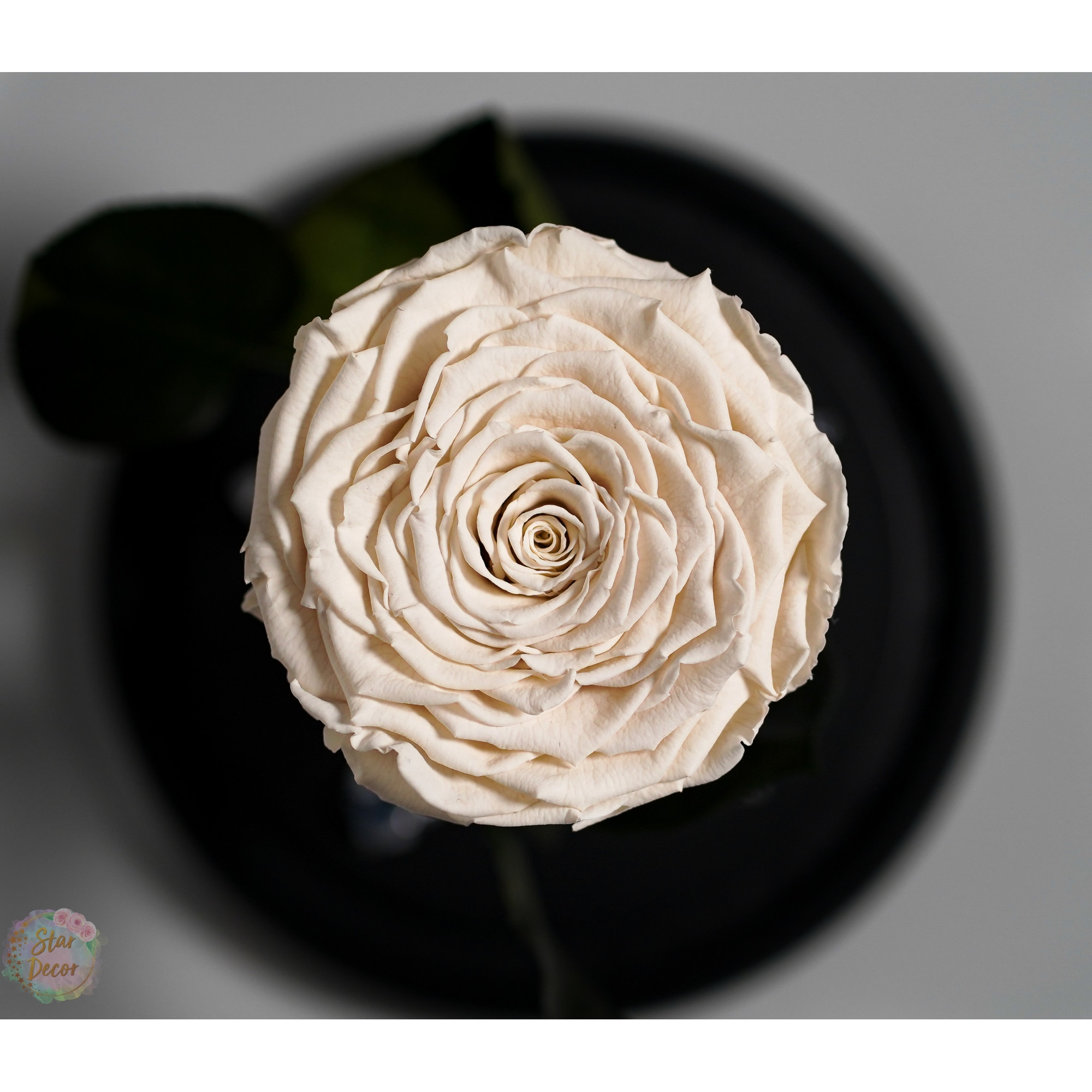 Trandafir criogenat XXL in cupola de sticla 30 cm pe blat negru si ...