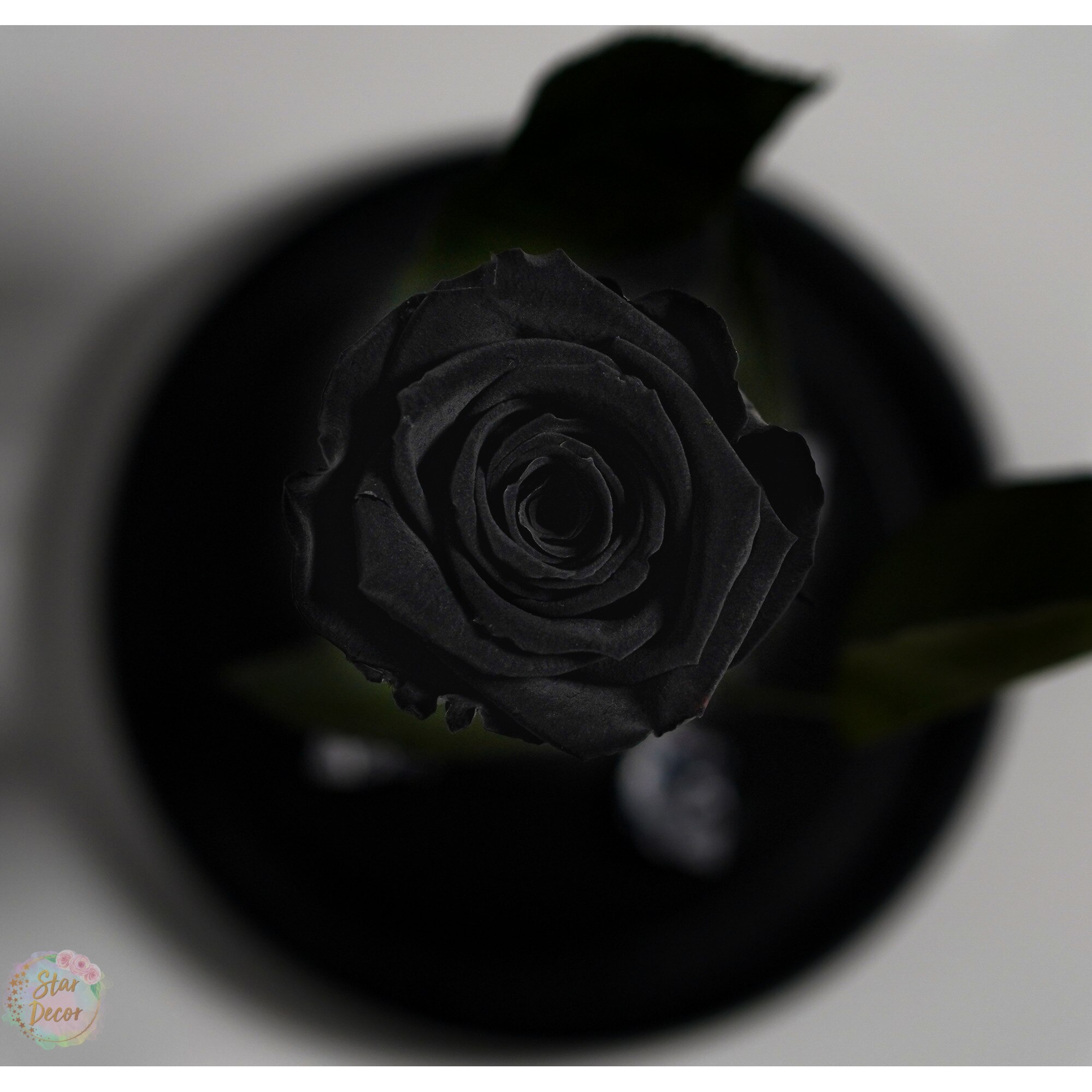 Trandafir criogenat in cupola de sticla 25 cm pe blat negru si brosa ...