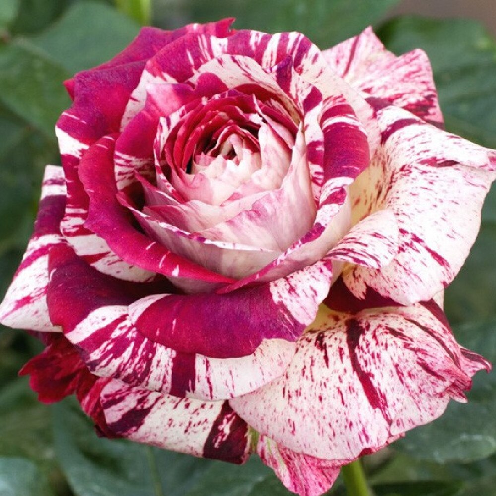 Trandafir Imagine radacina ambalata - eMAG.ro