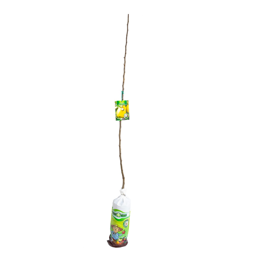 Mar Golden Delicious Calitate Premium Butasi 11L turba - eMAG.ro