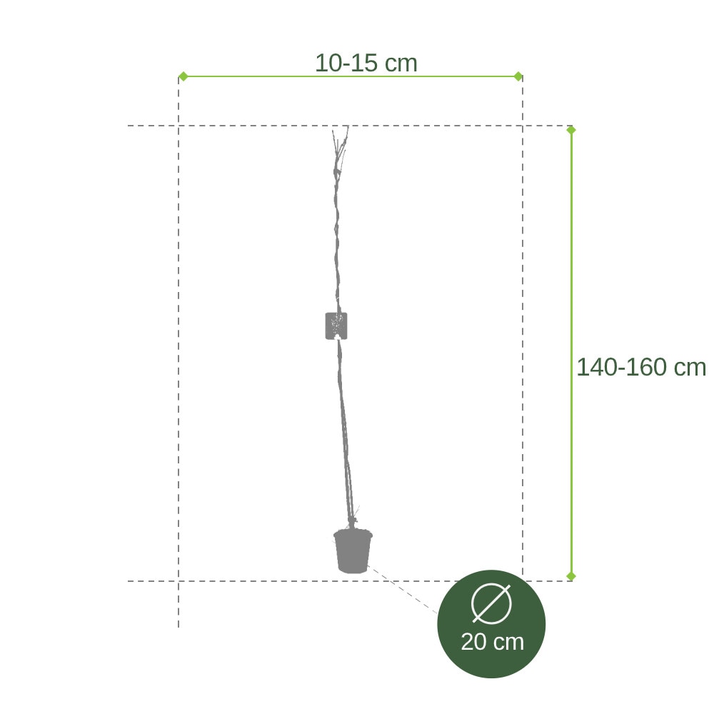 Glicina Wisteria Alba Fiore Medio, ghiveci 3 L, h 140-160 cm - eMAG.ro