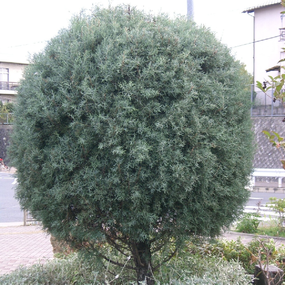 Chiparos de Arizona tuns Cupresus Arizonica, ghiveci 9 L, h 100-120 cm ...