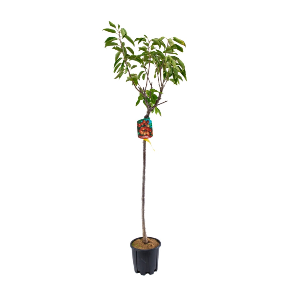 Cires Napoleon ghiveci 9L inaltime 150-170 cm - eMAG.ro