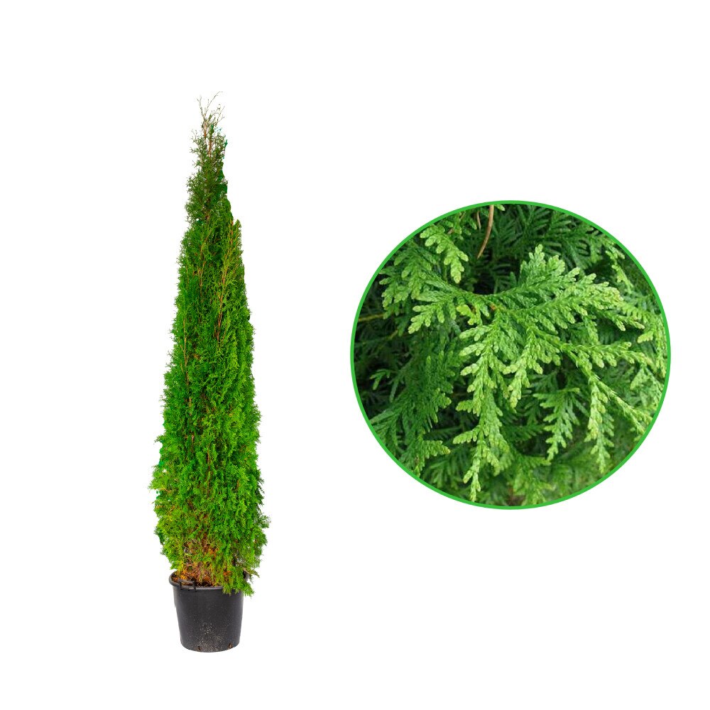 Tuia/Thuja Occidentalis Fastigiata ghiveci 50L inaltime 240-260 cm ...