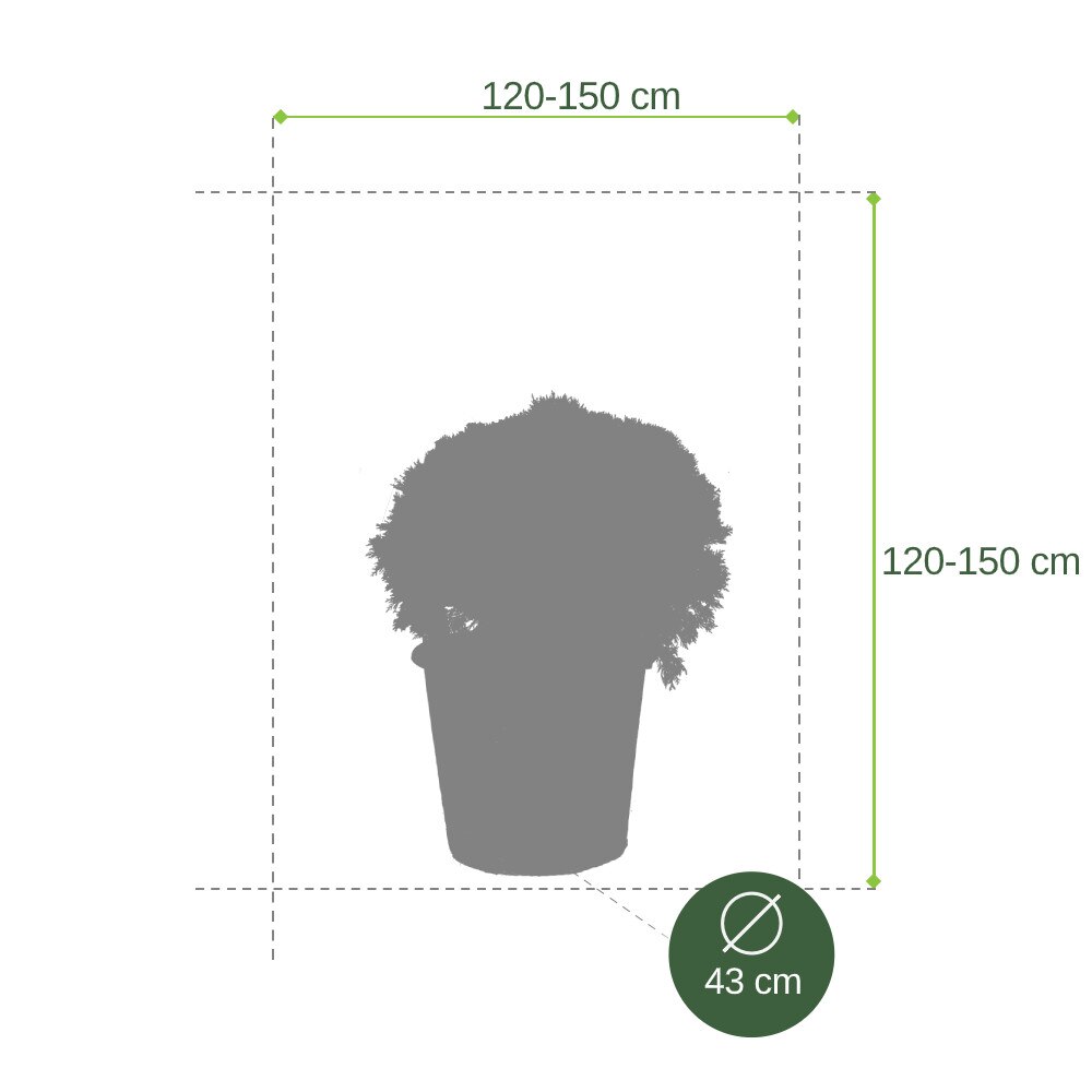 Tuia/Thuja Occidentalis Danica ghiveci 30L circumferinta 120-150 cm ...