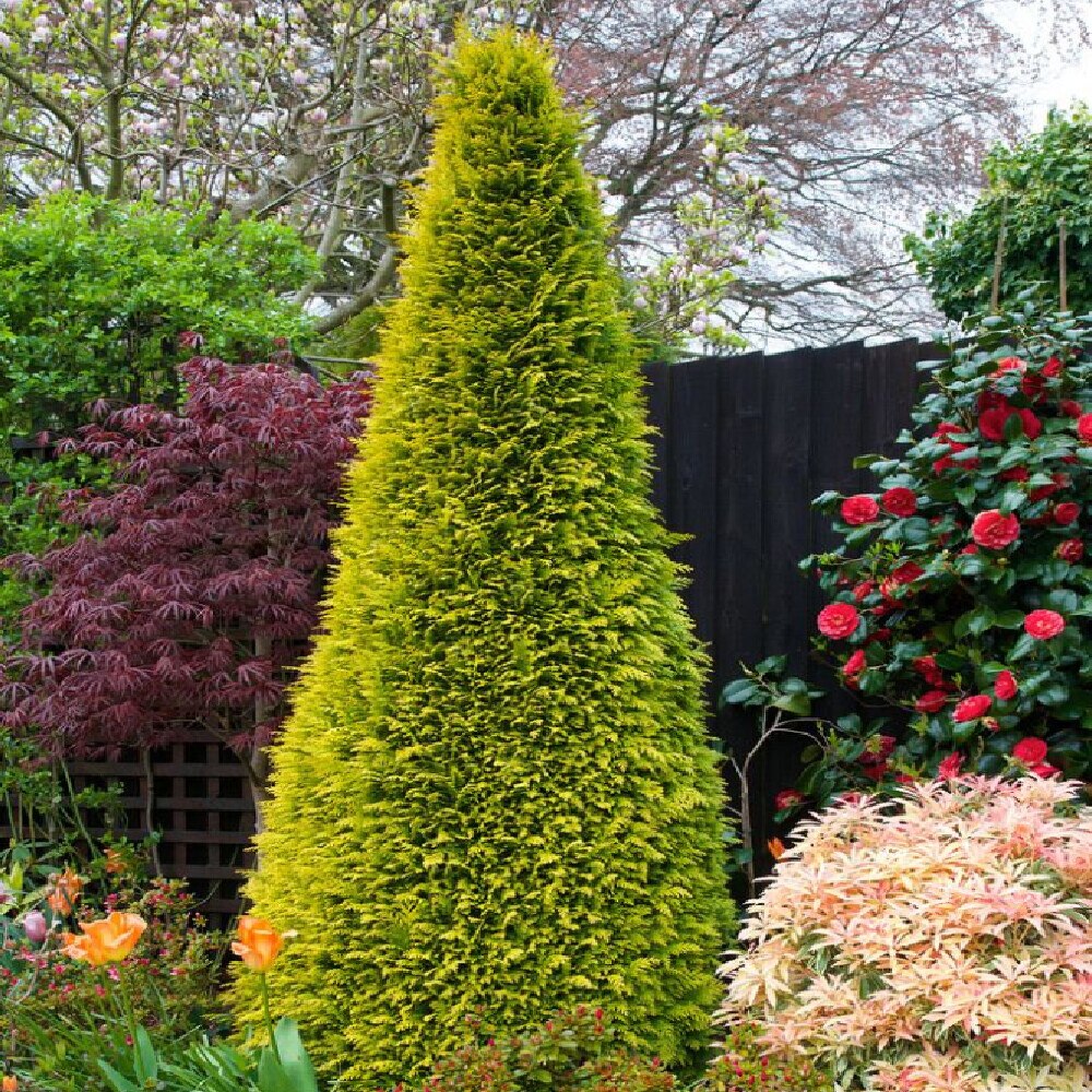 Chiparos auriu Cupressocyparis Leylandii Gold Rider, ghiveci 7 L, h 60 ...