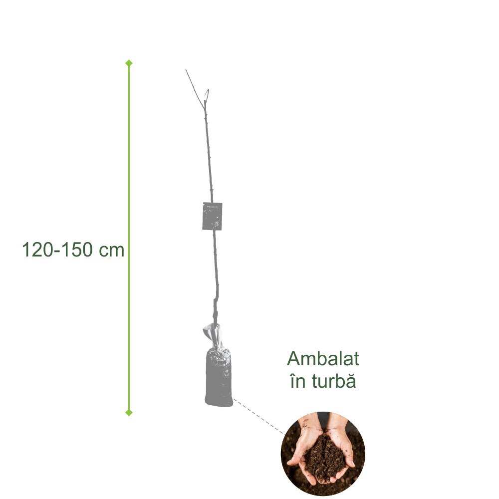 Prun President Calitate Premium Butasi 11L turba - eMAG.ro