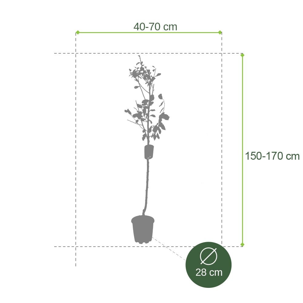Prun President ghiveci 9L inaltime 150-170 cm - eMAG.ro