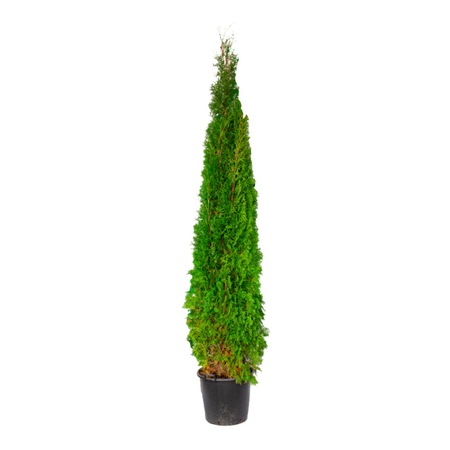 Tuia/Thuja Occidentalis Fastigiata ghiveci 50L inaltime 240-260 cm ...