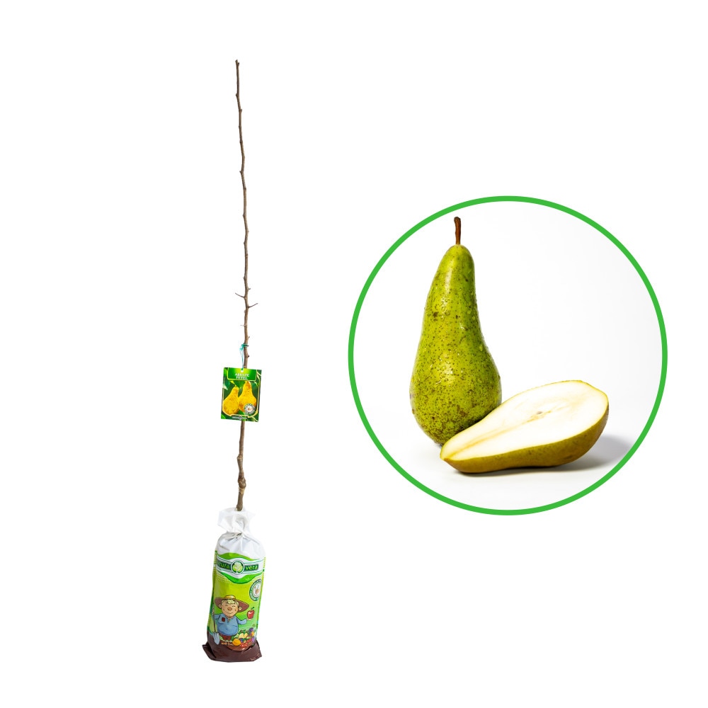 Par Abate Fetel Calitate Premium Butasi 11L turba - eMAG.ro