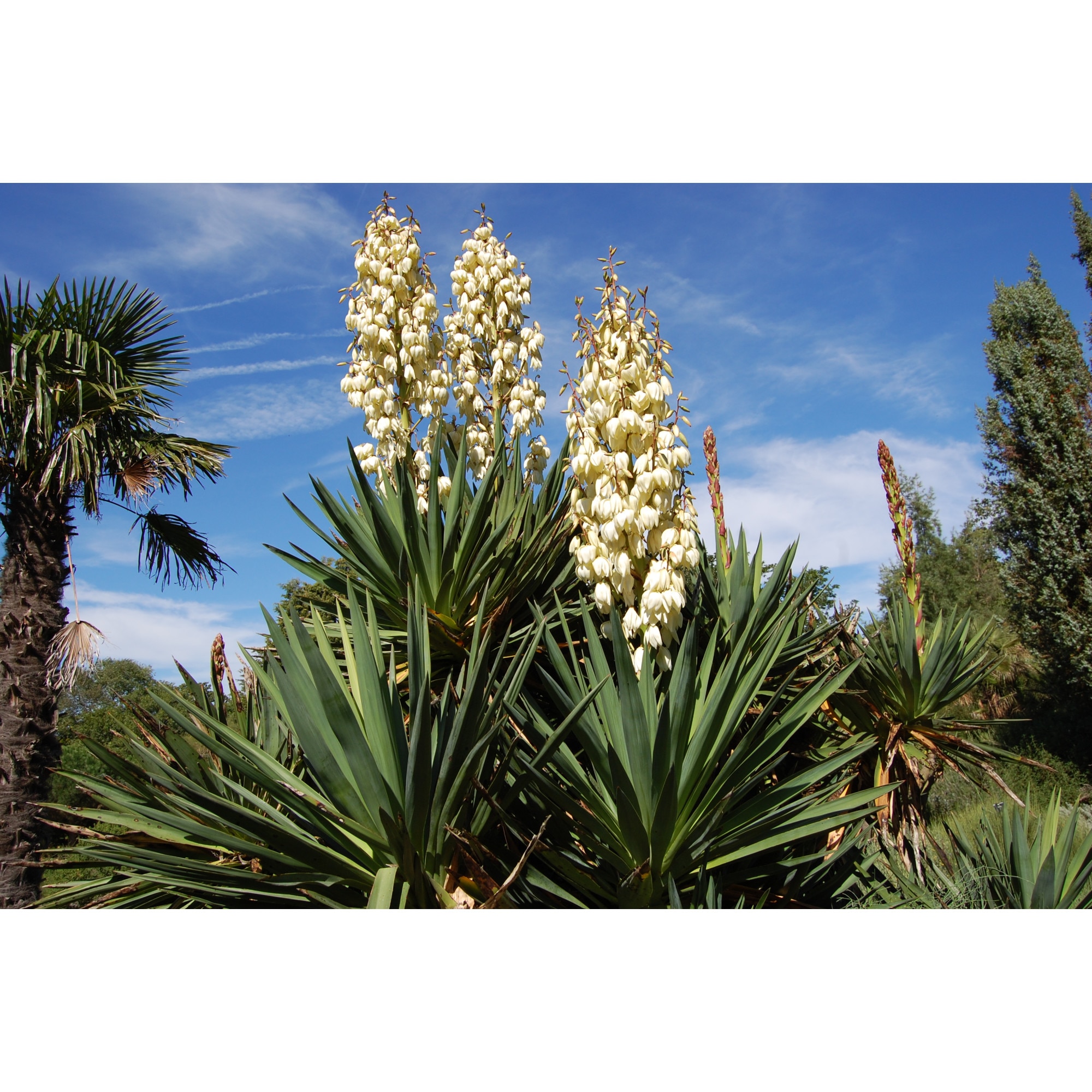 Planta perena vesnic verde ,Yucca Filamentosa ,alba, 80 cm - eMAG.ro