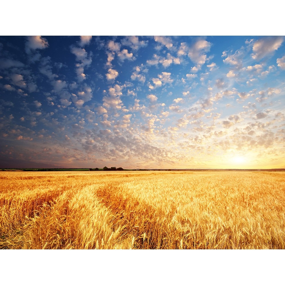 Fototapet Lan de grau - 49x65cm - Best Decor - eMAG.ro