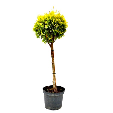 Tuia Smaragd Aurea pe tulpina - planta vesnic verde - inaltime 1 metru ...