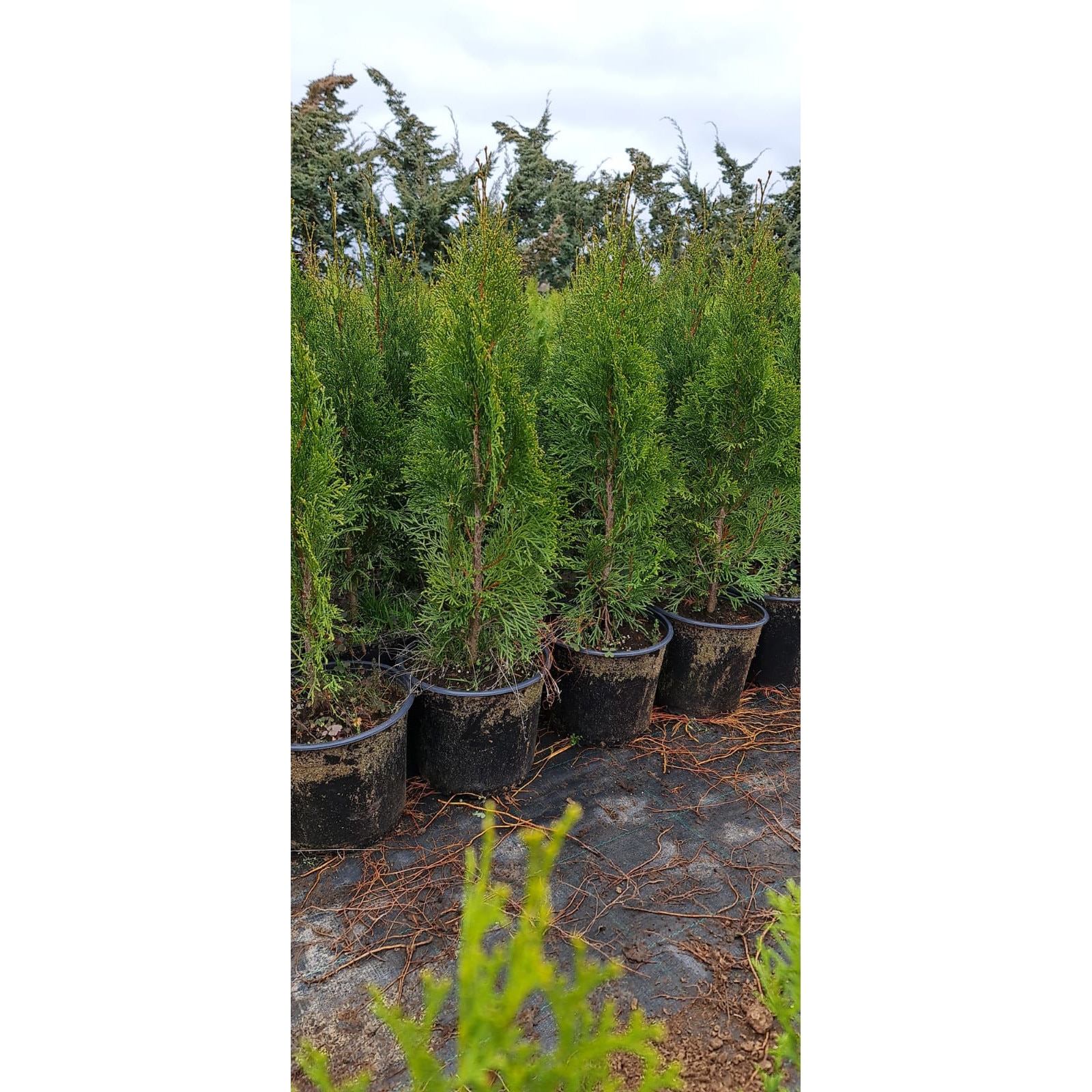 Set 20 bucati Tuia (Thuja) Smaragd, exterior, verde, 60-80 cm - eMAG.ro